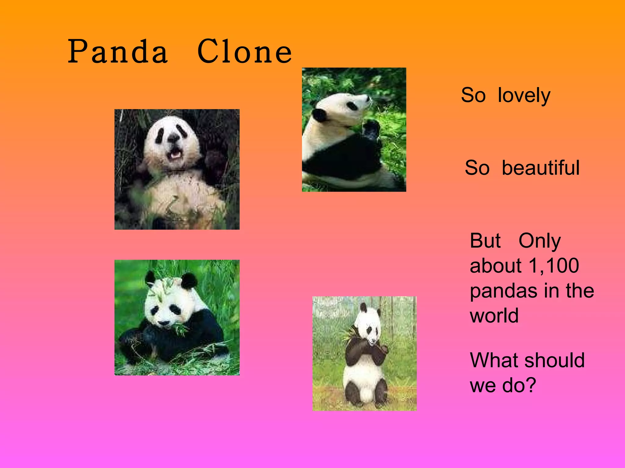 Panda Presentation | PPT