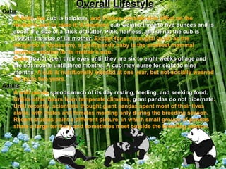 Panda Presentation | PPT