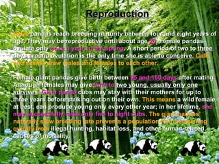 Panda Presentation | PPT