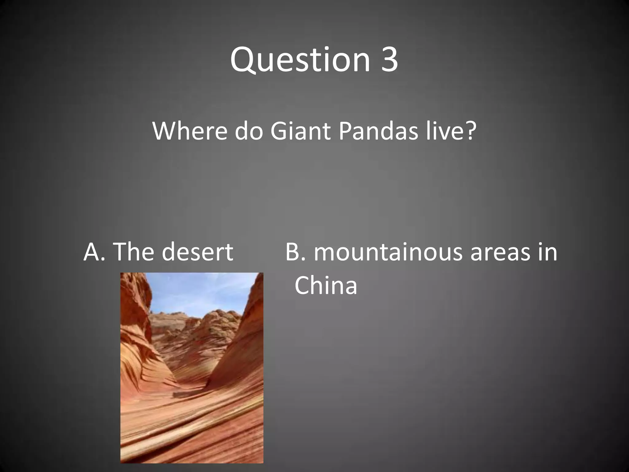 Panda quiz powerpoint | PPT