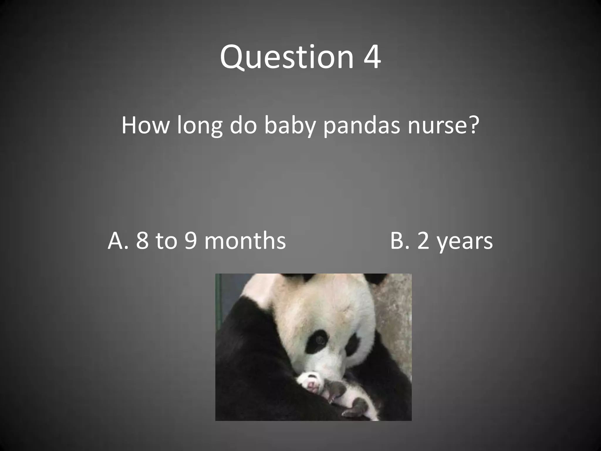 Panda quiz powerpoint | PPT