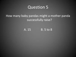 Panda quiz powerpoint | PPTX