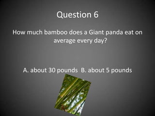 Panda quiz powerpoint | PPTX