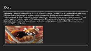 Panda ruda | PPTX | Biological Sciences | Science