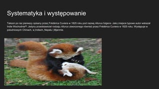 Panda ruda | PPTX | Biological Sciences | Science