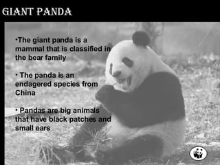 Pandas | PPT | Large Animals | Pets