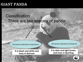Pandas | PPT | Large Animals | Pets