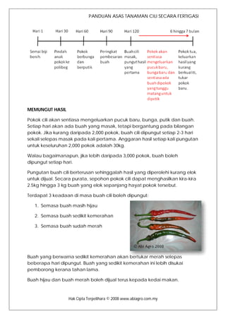 Panduan Asas Tanaman Cili Secara Fertigasi | PDF