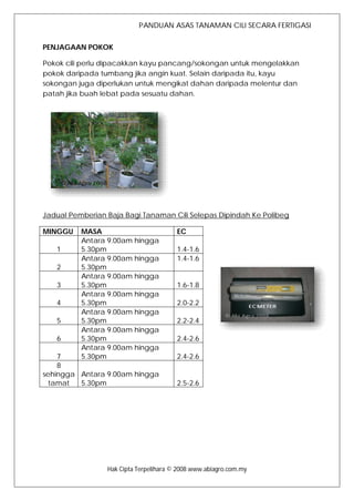 Panduan Asas Tanaman Cili Secara Fertigasi | PDF