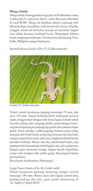 Panduan herpetofauna beratus_kalteng | PDF