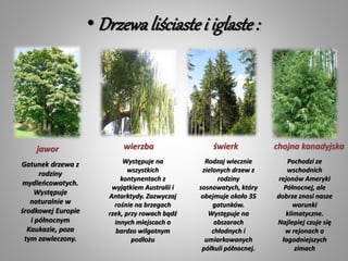 Park w Dylewie | PPT