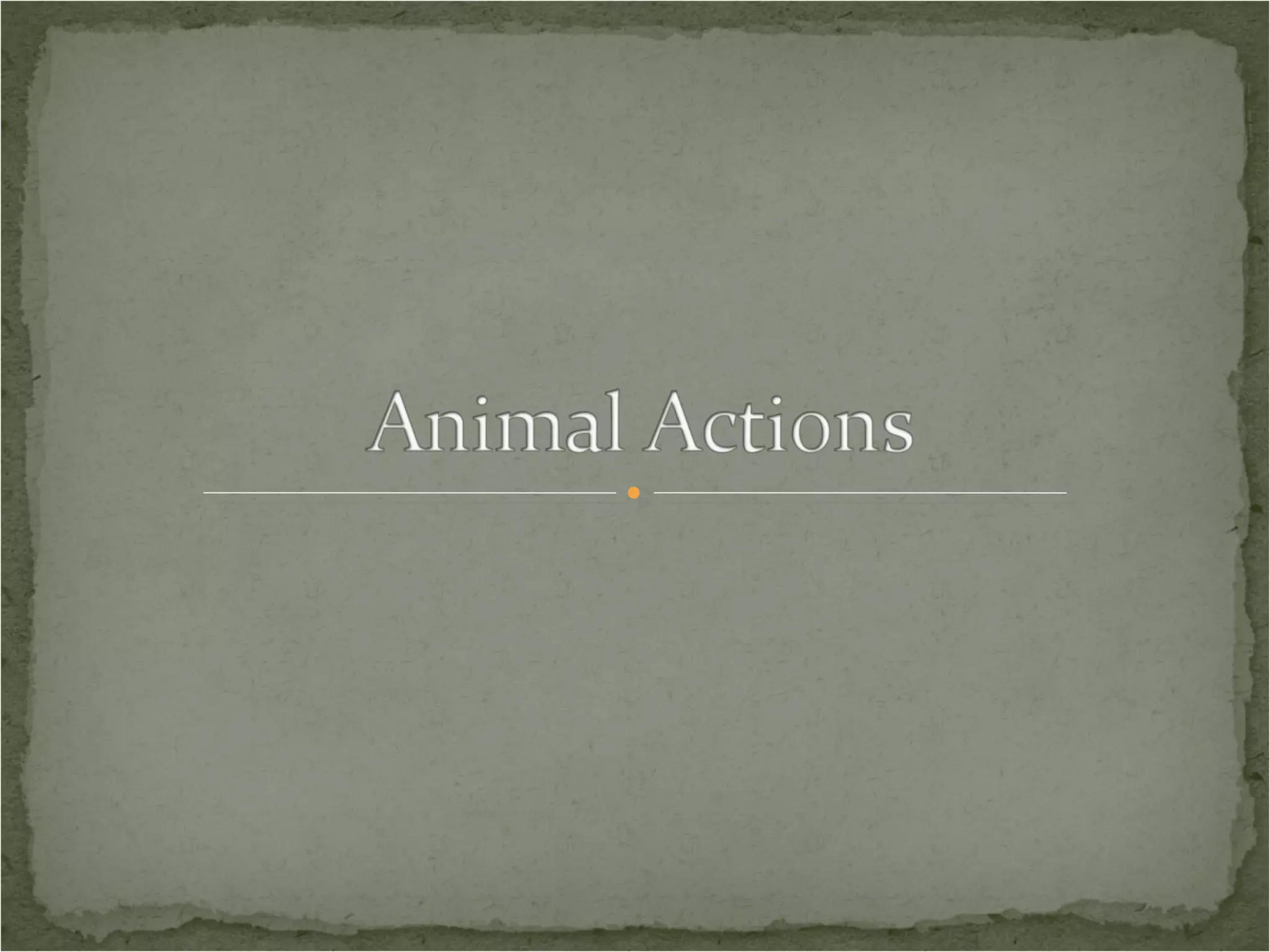 Animal Actions | PPT