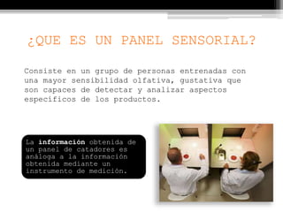 Panel Sensorial, Metodología.pptx