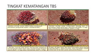 Managemen Panen KS dlam operasional lapangan. Ppt | PPTX