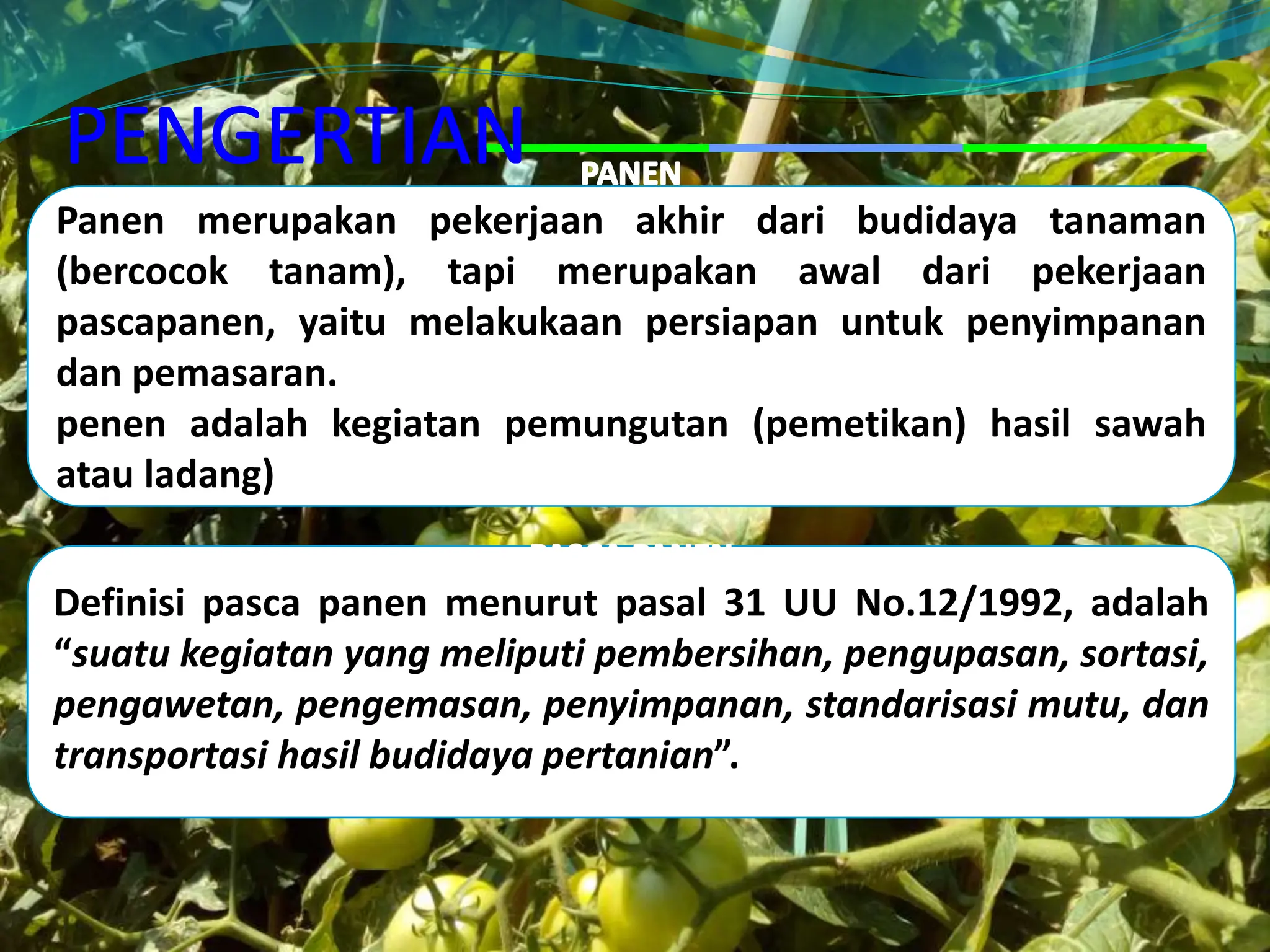 PANEN DAN PASCA PANEN TANAMAN PEKARANGANppt | PPT