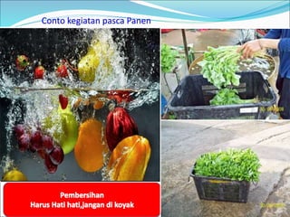 PANEN DAN PASCA PANEN TANAMAN PEKARANGANppt | PPT