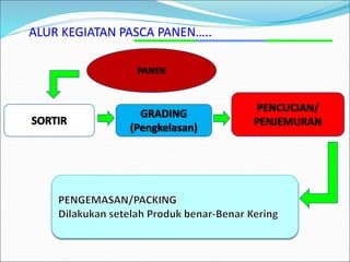 PANEN DAN PASCA PANEN TANAMAN PEKARANGANppt | PPT