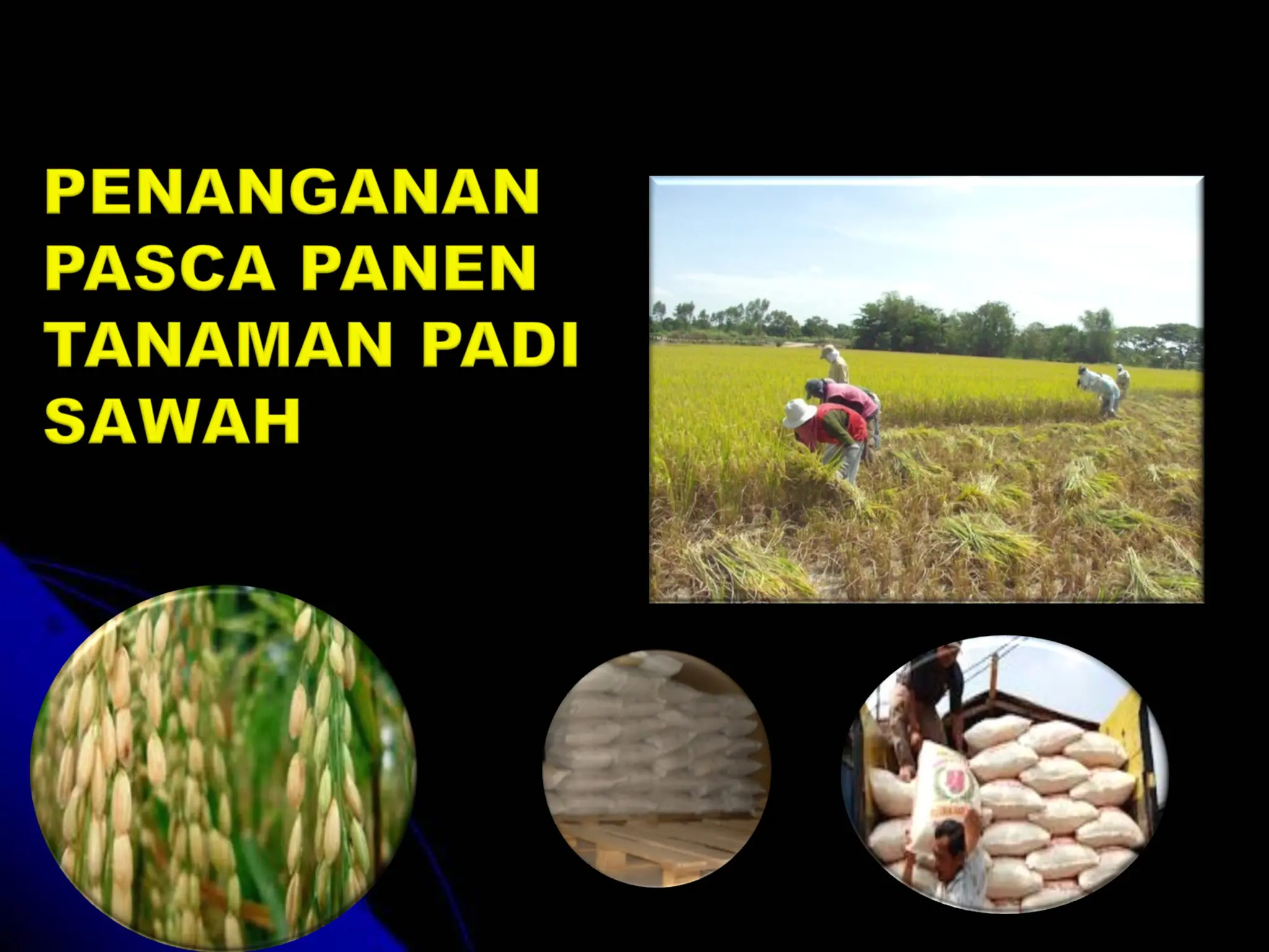 Panen Dan Pascapanen Padi HARI TANI Update.ppt