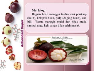 Pangan fungsional manggis | PPTX