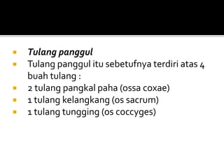 Panggul | PPTX