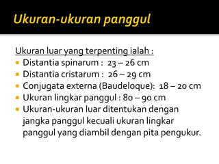 Panggul | PPTX