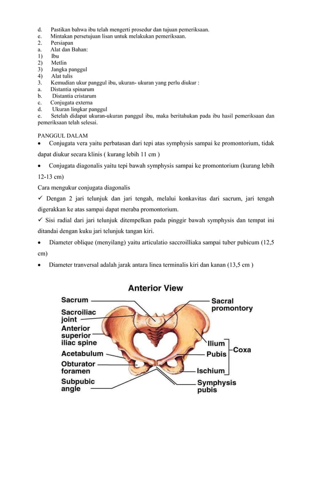 Panggul luar dan dalam | PDF