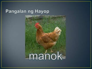 Pangngalan para sa hayop | PPTX