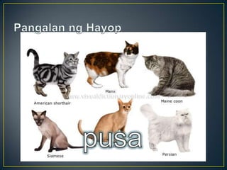 Pangngalan para sa hayop | PPTX