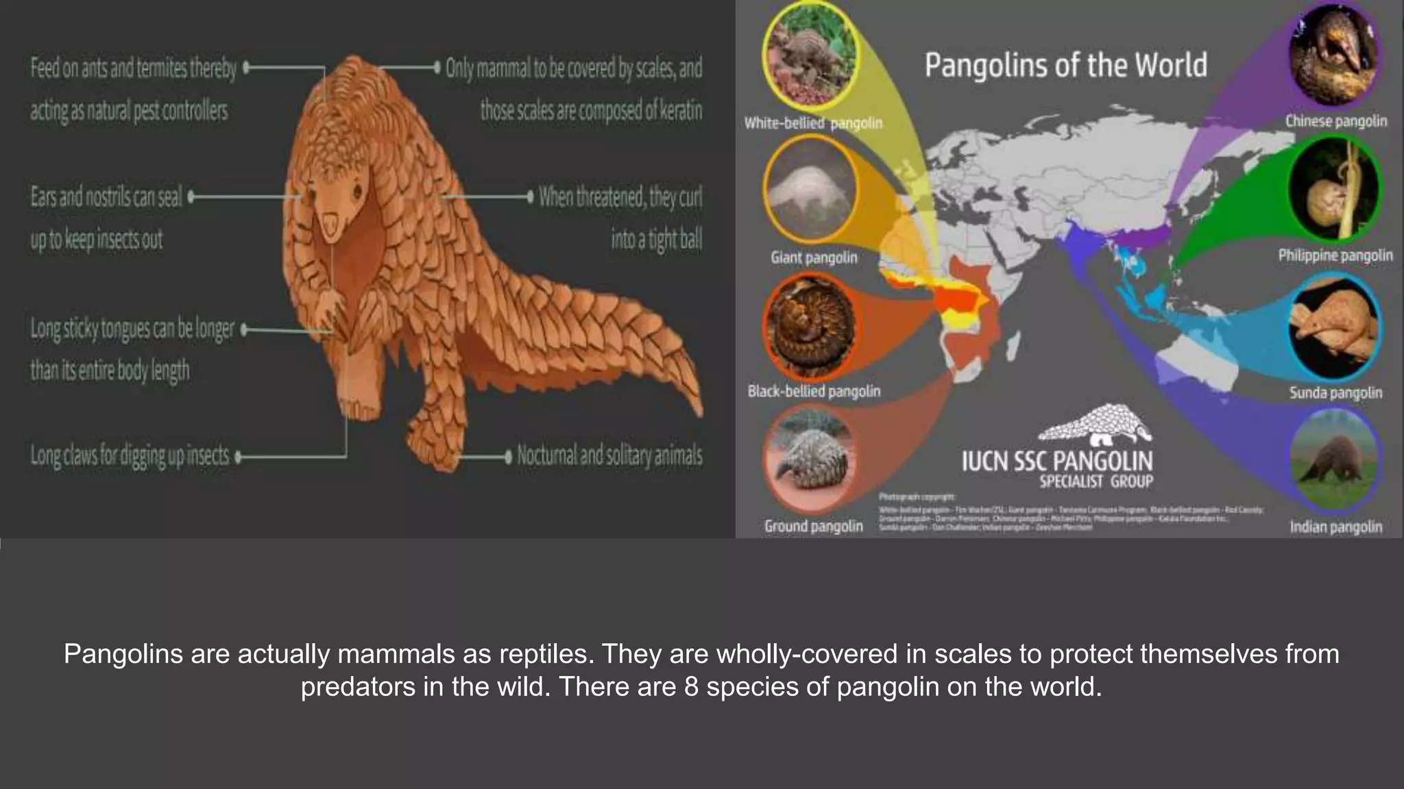 Endangered Pangolin | PPTX