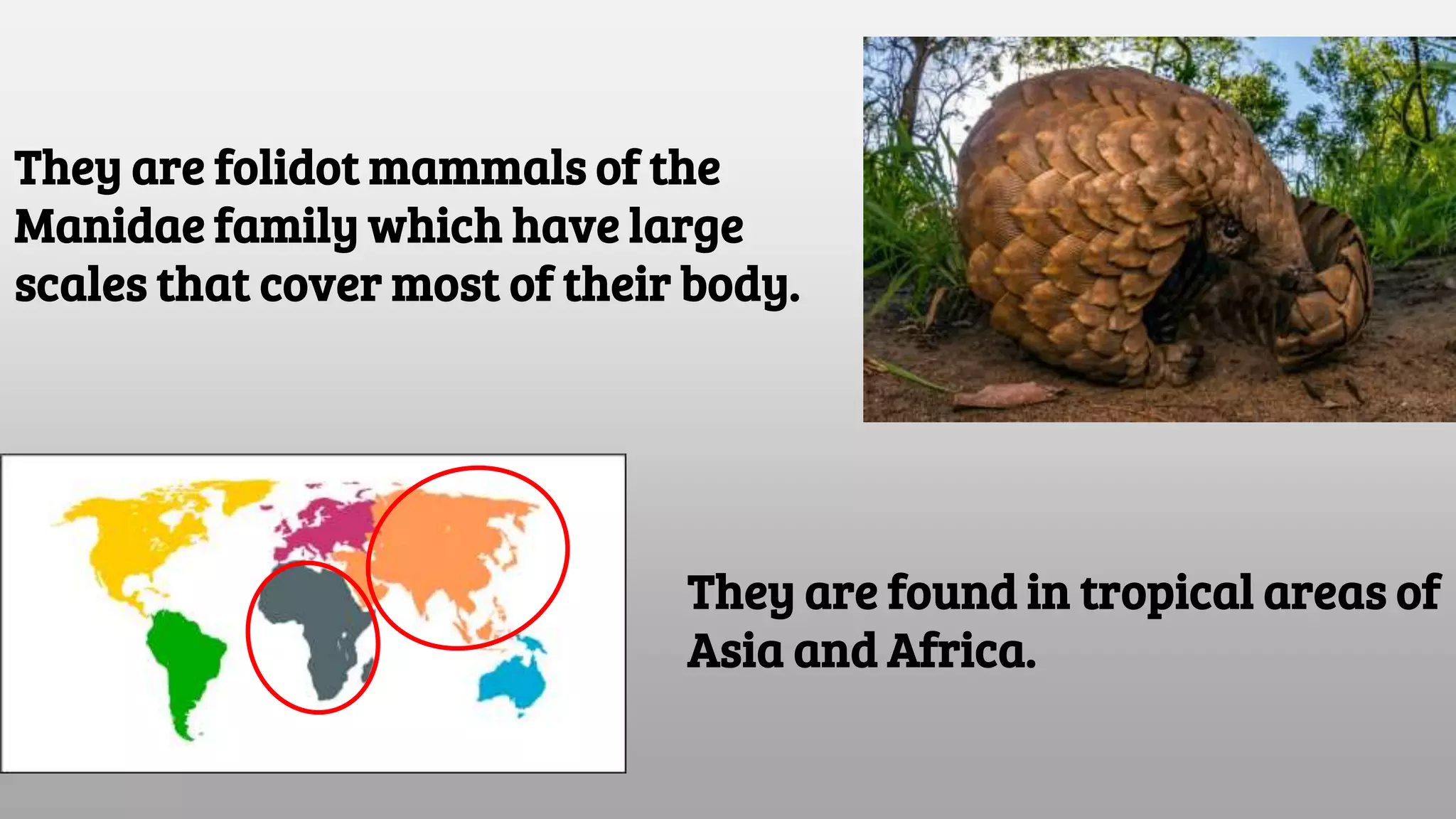 Pangolin | PPTX