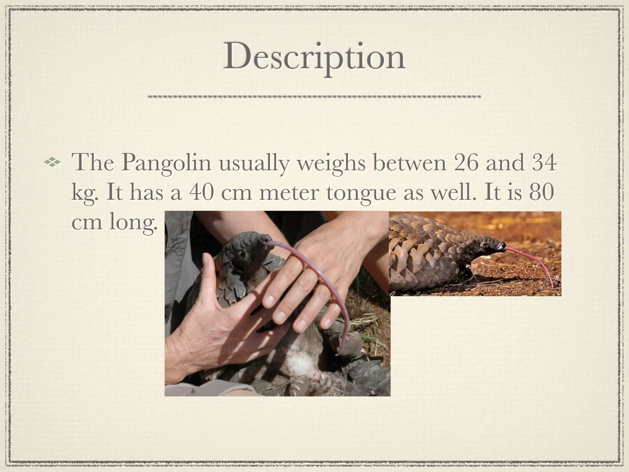 Pangolin Matthew | PDF