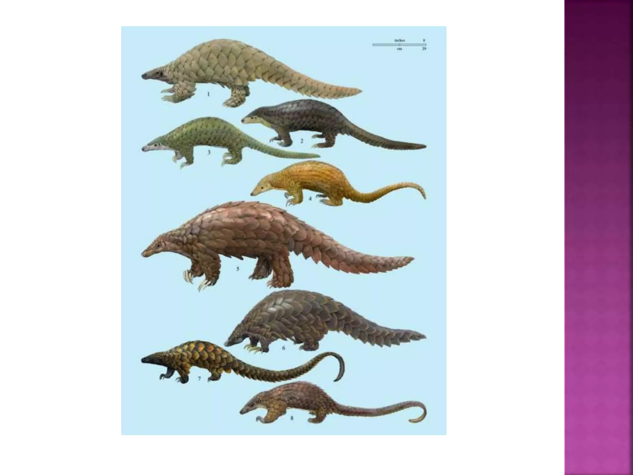 Pangolin presentation biology | PPTX