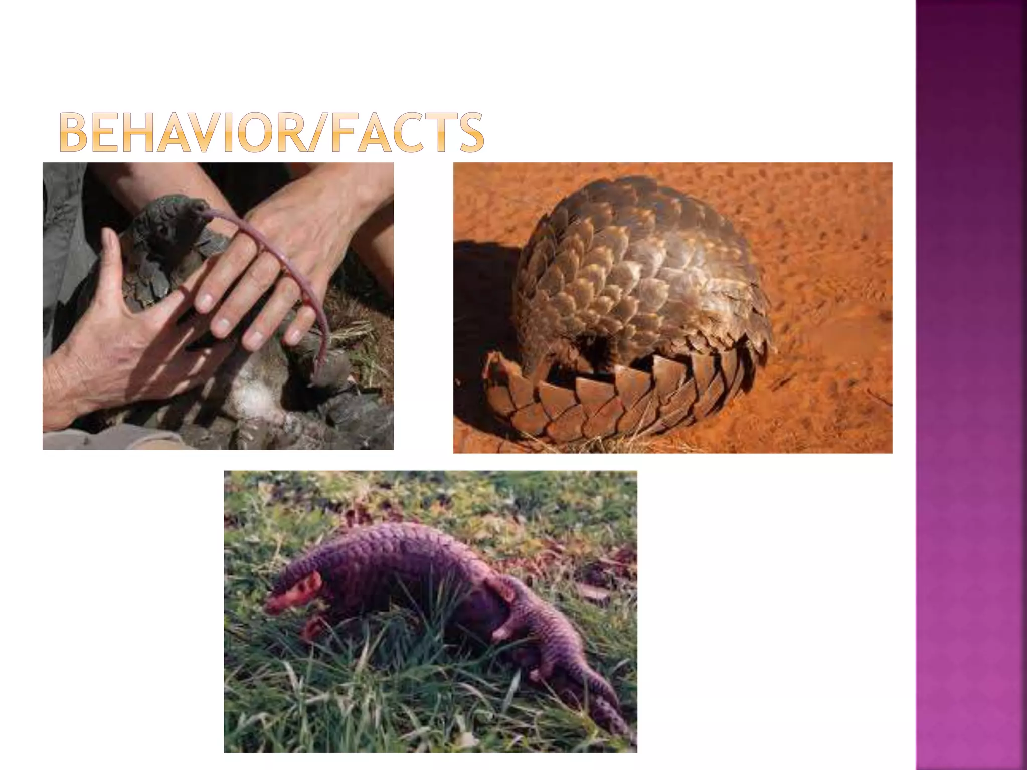 Pangolin presentation biology | PPTX