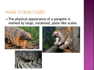 Pangolin presentation biology | PPTX