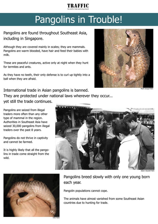 Pangolins In Trouble | PDF