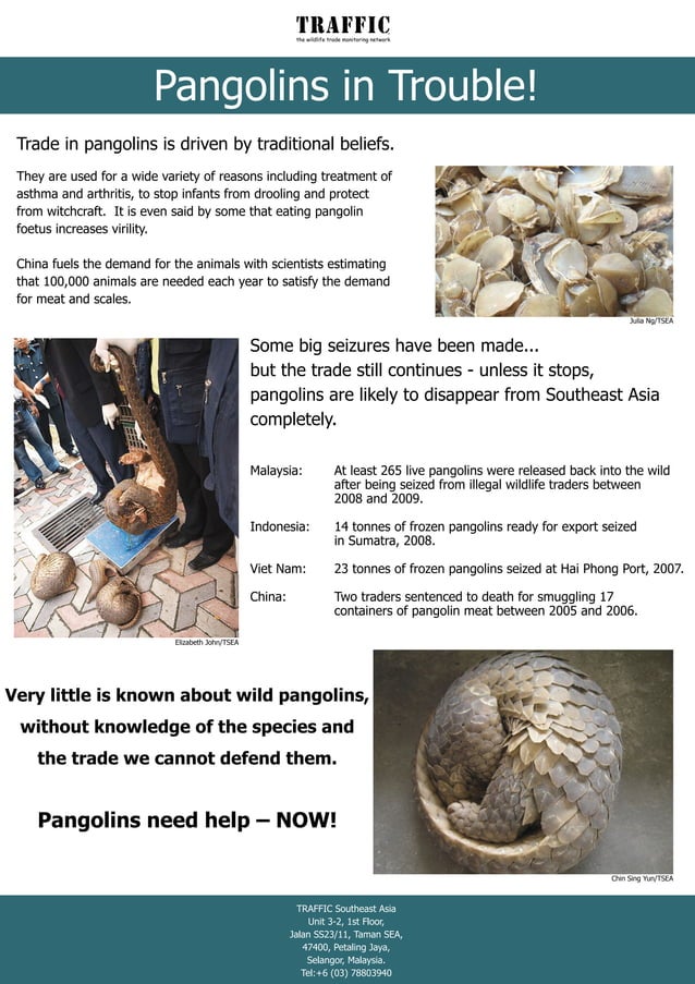 Pangolins In Trouble | PDF | Zoos & Aquariums | Attractions