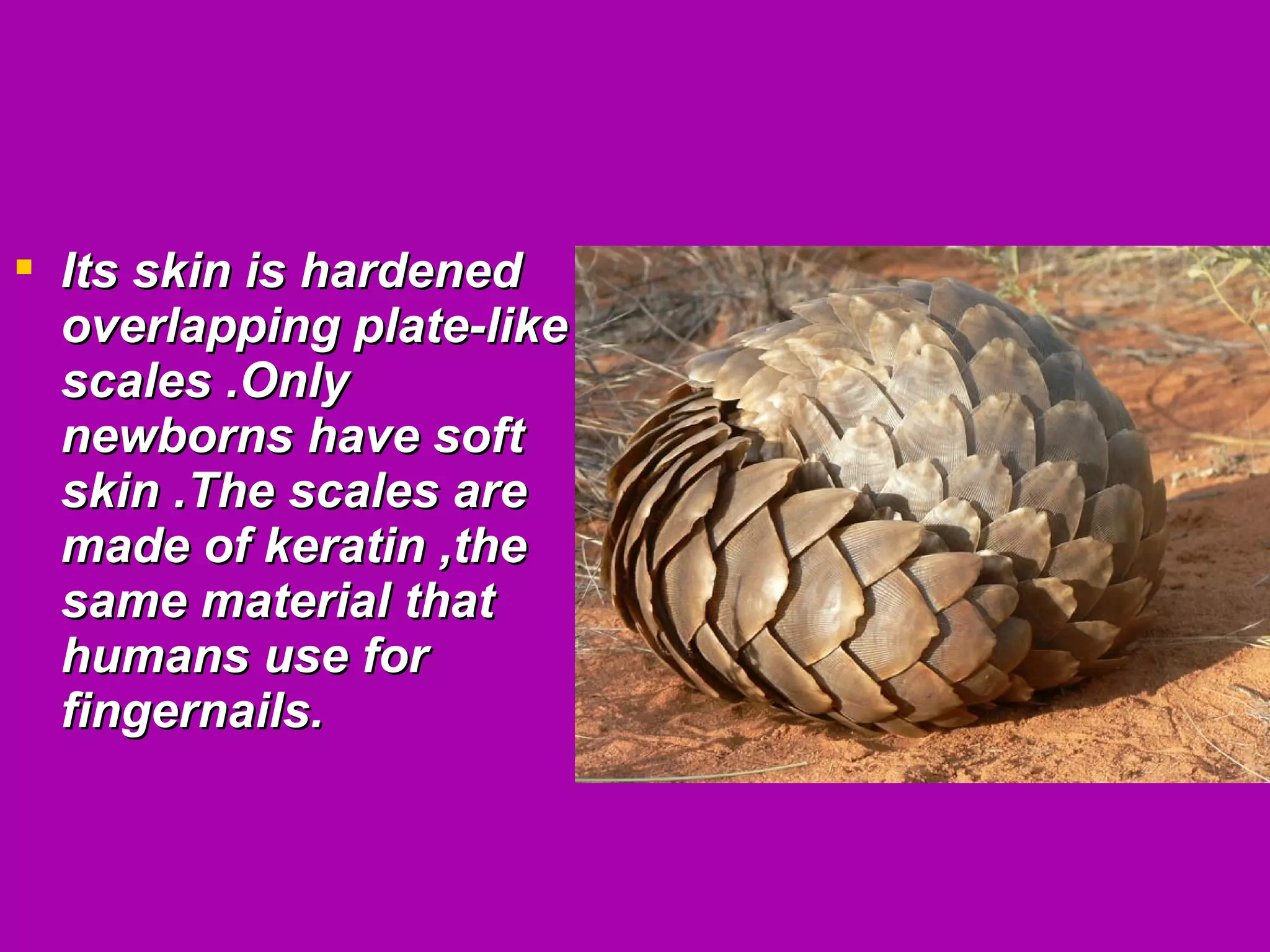 Pangolin by Sophia Ignatiou (PET) | PPT
