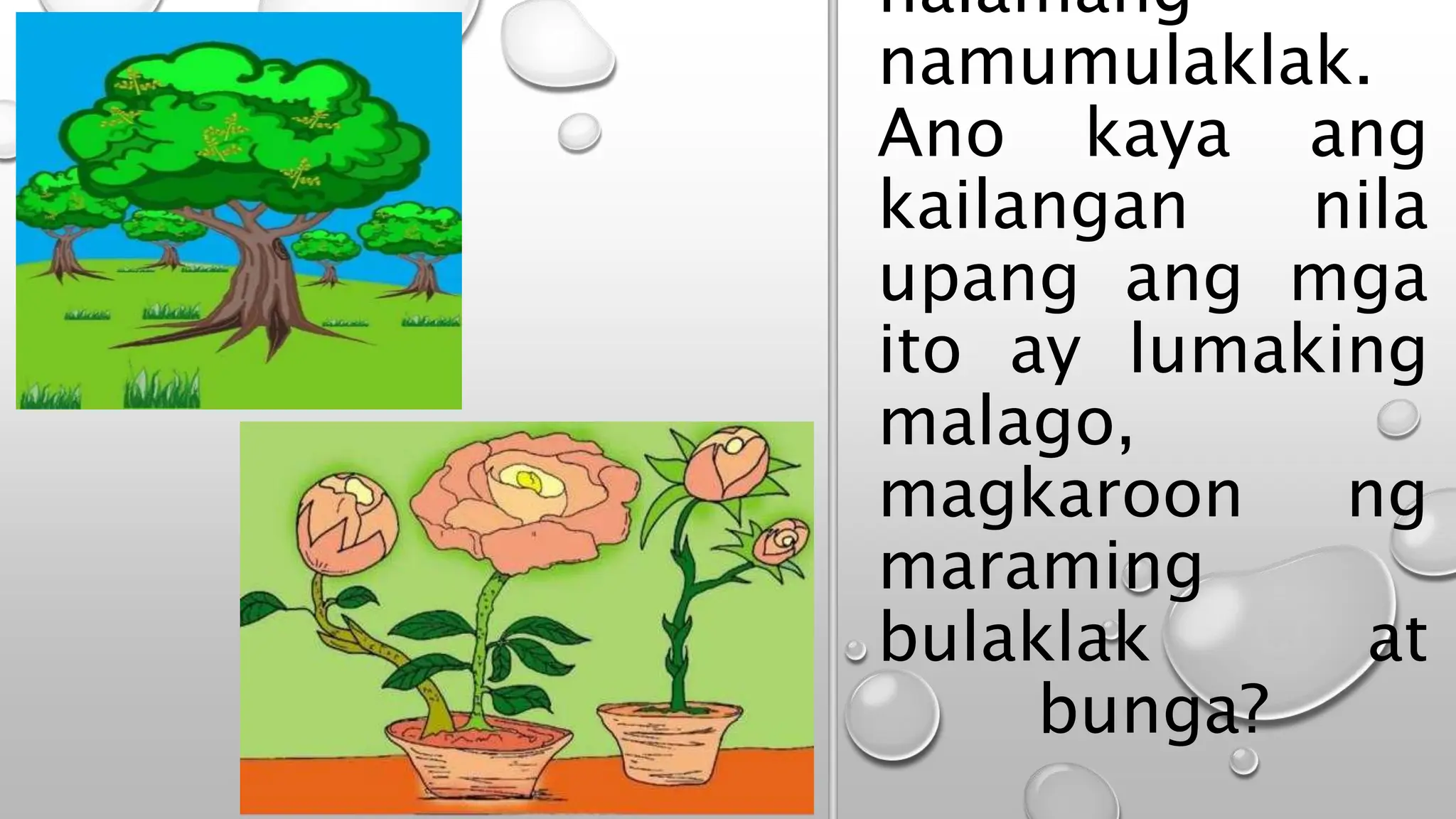 Pangunahing pangangailangan ng tao, hayop at halaman presentation.pptx