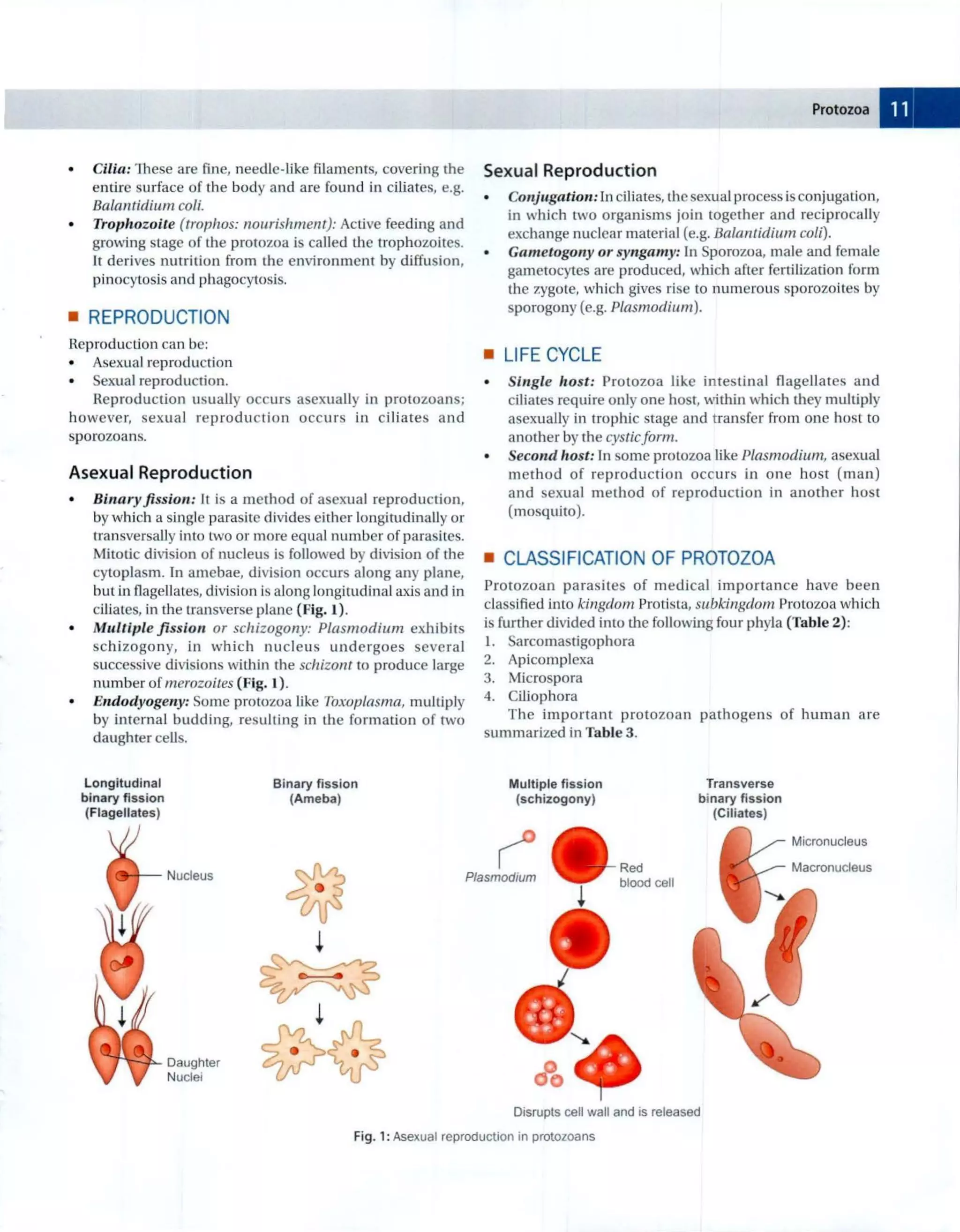 Paniker medical parasitology 8e | PDF