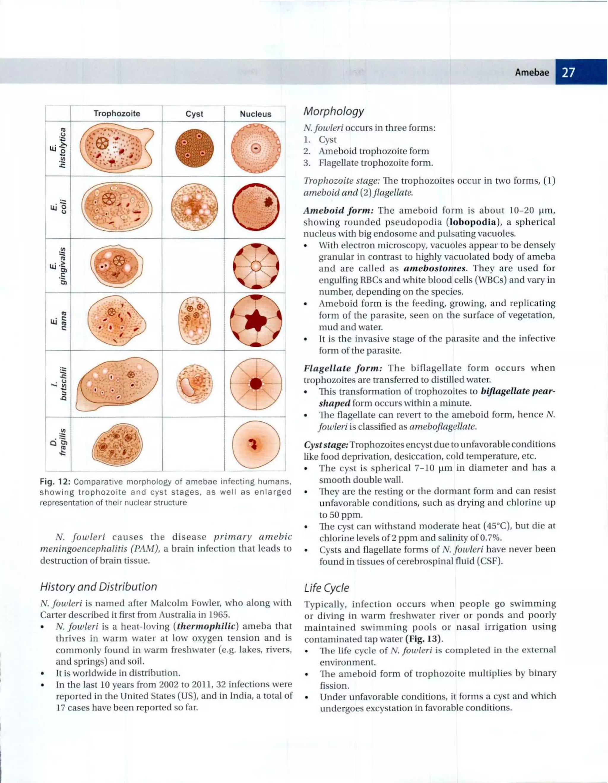 Paniker medical parasitology 8e | PDF
