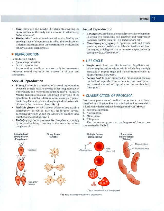 Paniker medical parasitology 8e | PDF | Infectious Diseases | Diseases ...