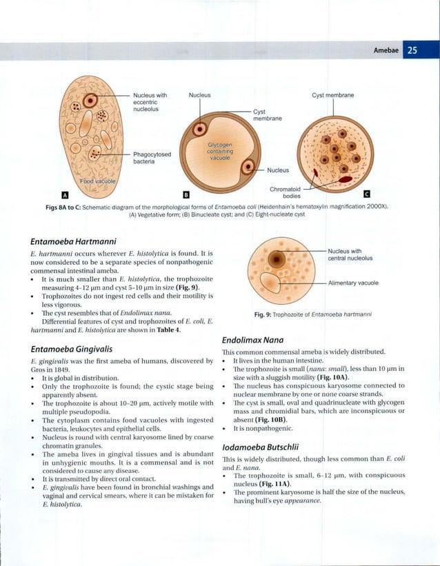 Paniker medical parasitology 8e | PDF | Infectious Diseases | Diseases ...