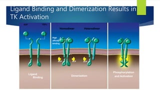 Panitumumab (vectibix) | PPTX
