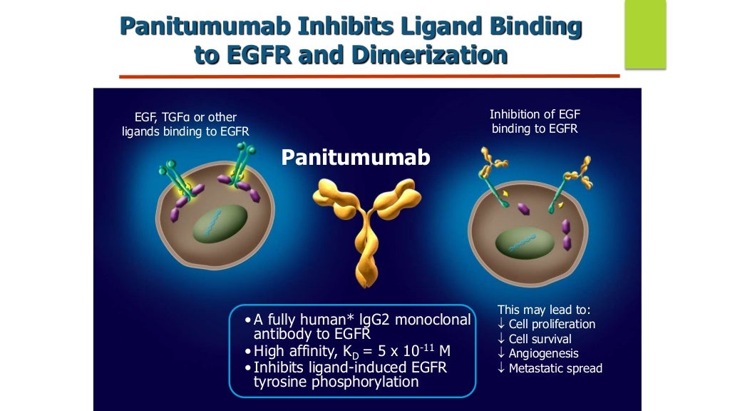Panitumumab (vectibix)