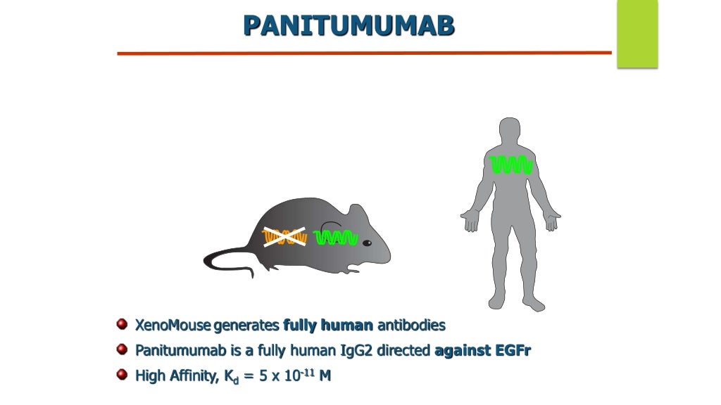 Panitumumab (vectibix)