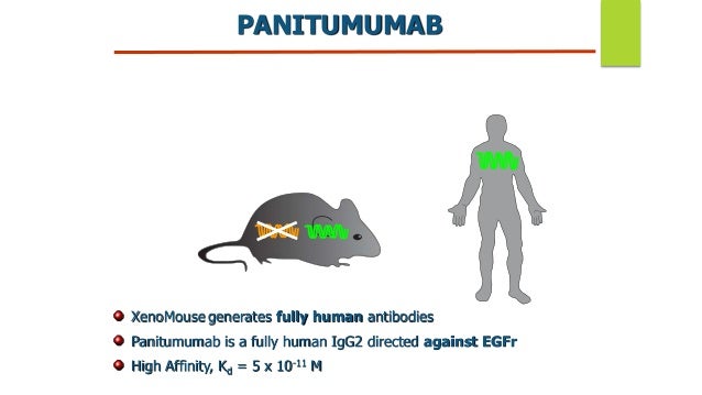 Panitumumab (vectibix)