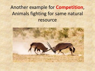 Examples Of Competition Relationship In Animals