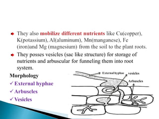 Biofertilizers | PPTX