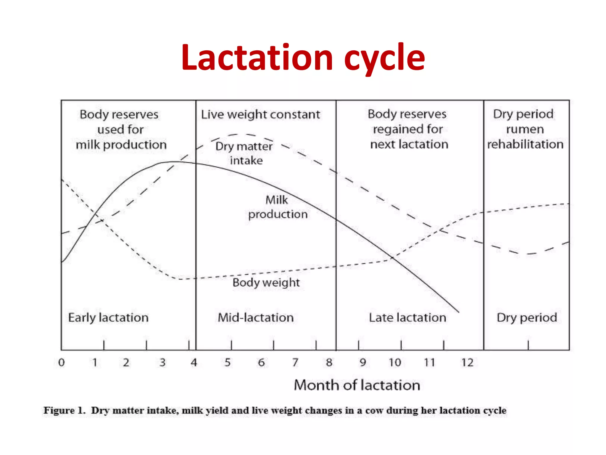 Feeding of high yielder dairy cows | PPTX