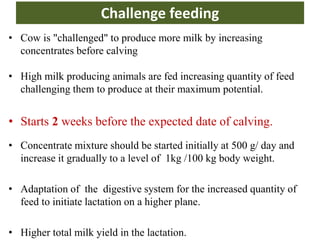 Feeding of high yielder dairy cows | PPTX